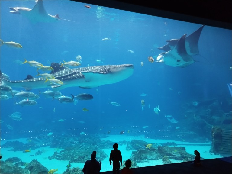 Quick review: best animal display I have ever seen is the whale shark ...